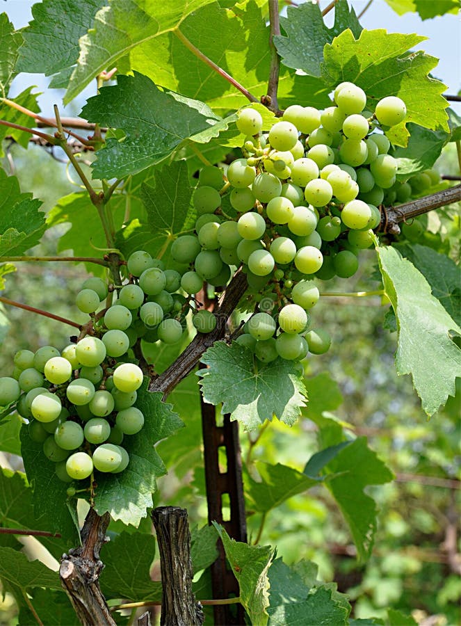 Unripe grapes stock photo. Image of detailed, view, gardening - 44707518