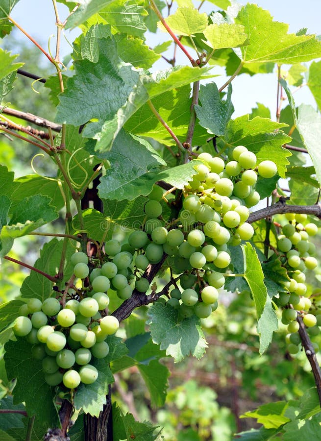 Unripe grapes stock photo. Image of detailed, view, gardening - 44707518