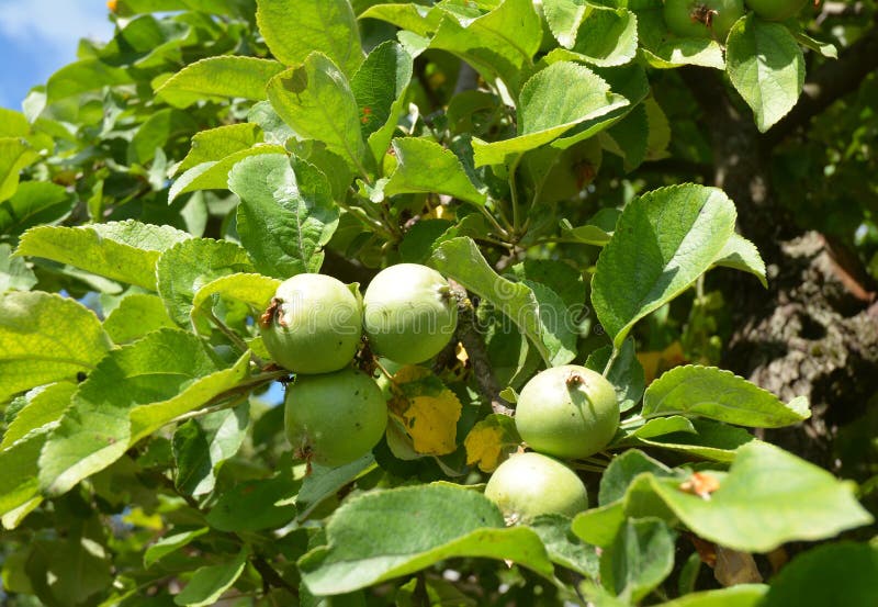 Unripe Apple on the Apple Tree. Stock Photo - Image of summer, vitamin ...