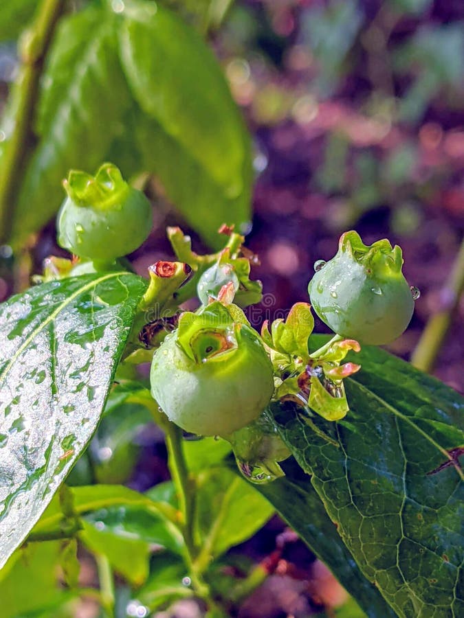 Unripe Green Blueberry on a Plant Stock Photo - Image of blueberry ...
