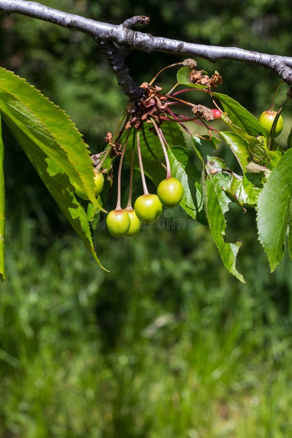 Unripe cherries stock photo. Image of branch, agriculture - 40634814