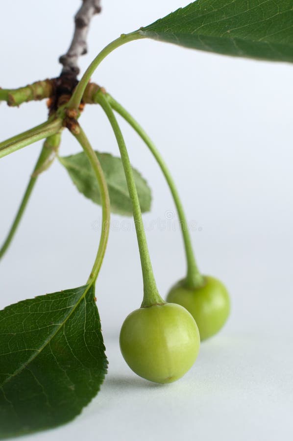 Unripe Green Cherry in Glass on Black Stock Photo - Image of nature ...
