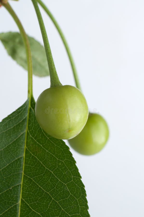 Unripe green cherry stock photo. Image of organic, unripe - 31407512