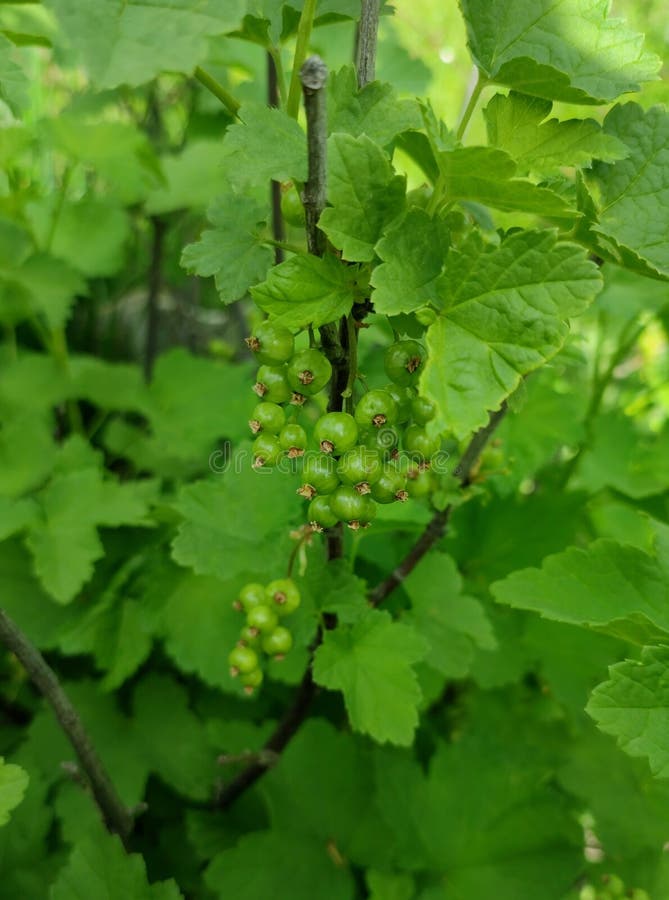 Unripe Green Currant Berries on a Bush in the Garden Stock Photo ...