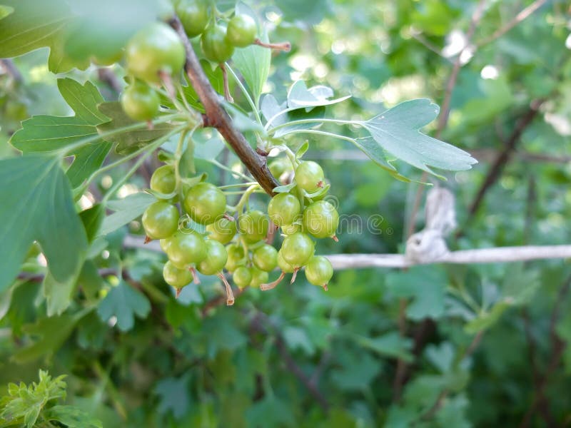 Unripe Green Currant on Bush Stock Image - Image of bunch, green: 366376931