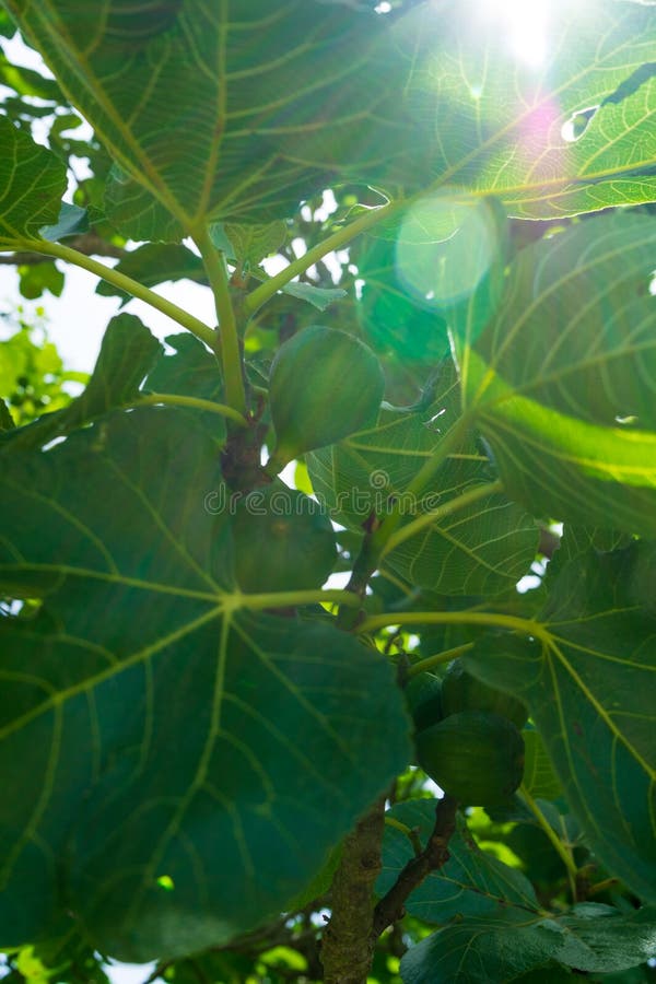 Unripe Green Figs Green Leaves of Fig Tree in Sunlight Stock Image ...