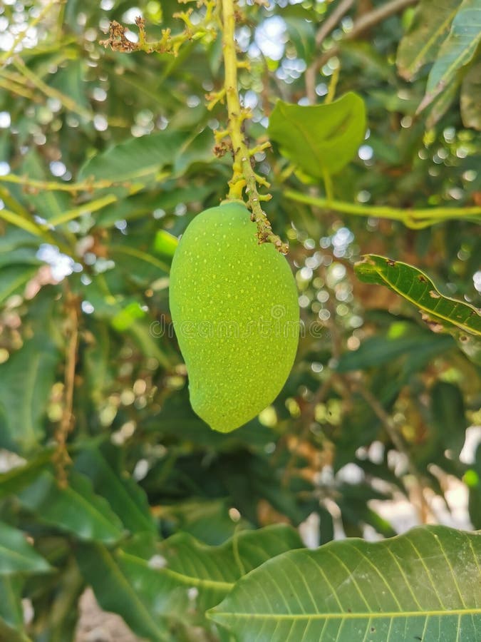 Unripe Green Mango Hanging from a Tree. Stock Image - Image of mango ...