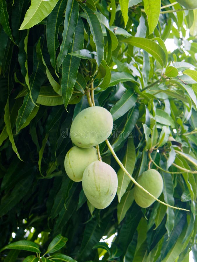 Unripe Green Mangoes on the Tree Stock Photo - Image of mango, hanging: 375296934