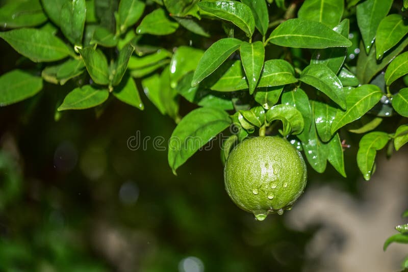 Unripe Green Oranges with Tree Stock Image - Image of fresh, diet ...