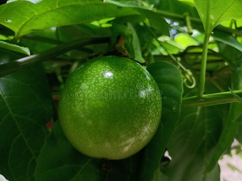 Unripe Green Passion Fruit. Stock Photo - Image of sweet, garden: 227265732