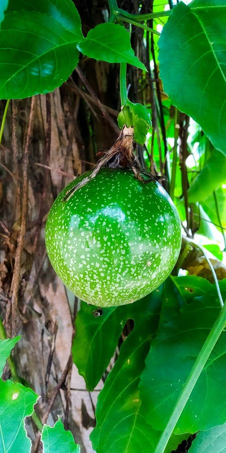 Unripe Green Passion Fruit Hanging on Passion Fruit Tree Stock Image ...