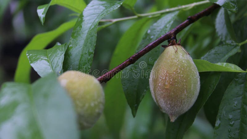 Unripe Green Peaches on Tree during Rain Stock Photo - Image of branch ...