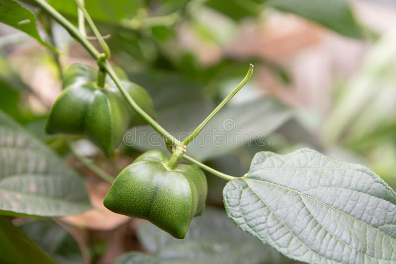 Unripe Green Sacha Inchi Hanging from a Sacha Inchi Tree Stock Photo ...