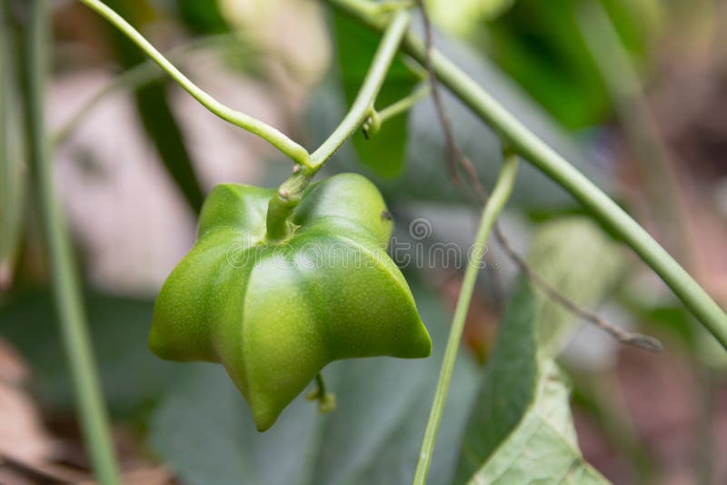 Unripe Green Sacha Inchi Hanging from a Sacha Inchi Tree Stock Photo ...