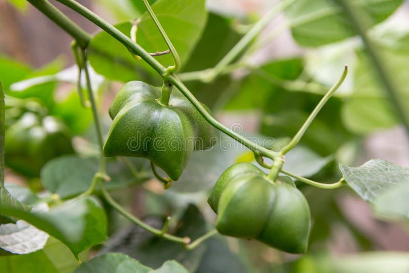 Unripe Green Sacha Inchi Hanging from a Sacha Inchi Tree Stock Photo ...