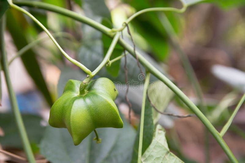 Unripe Green Sacha Inchi Hanging from a Sacha Inchi Tree Stock Image ...