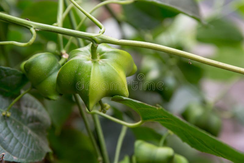 Unripe Green Sacha Inchi Hanging from a Sacha Inchi Tree Stock Image ...