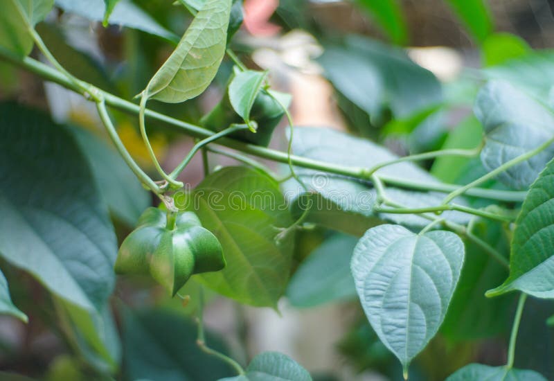 Unripe Green Sacha Inchi Hanging from a Sacha Inchi Tree Stock Photo ...