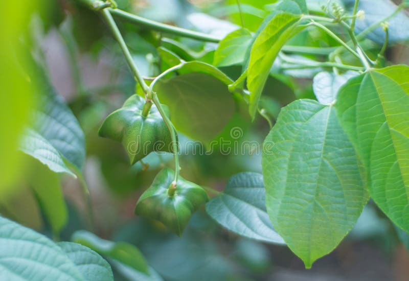 Unripe Green Sacha Inchi Hanging from a Sacha Inchi Tree Stock Photo ...