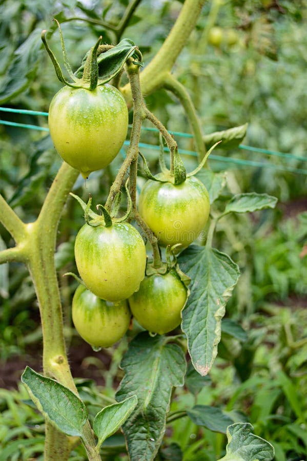 Unripe green tomato stock image. Image of growth, plant - 97067865
