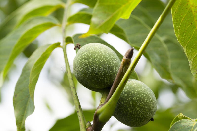 Unripe green walnuts stock image. Image of garden, gardening - 73971343