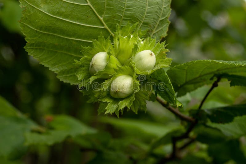 Unripe Hazelnut on the Branch of the Tree Stock Photo - Image of ...