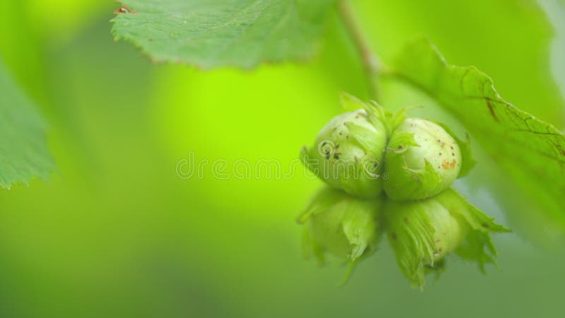 Unripe Hazelnut Fruit on Tree Branch with Green Leaves. Hazelnuts on a ...