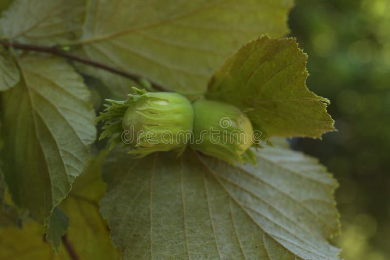 Unripe Hazelnuts Growing on Tree Outdoors, Closeup Stock Photo - Image ...