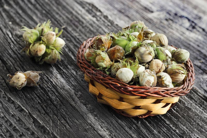 Unripe hazelnuts stock photo. Image of autumn, food, seasonal - 32789082