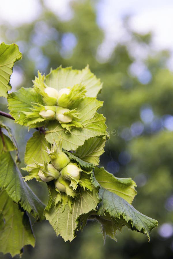 Hazelnuts Tree Branch Close Up Stock Image - Image of organic, plant ...