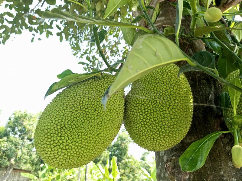 The Unripe Jackfruit & X28;Artocarpus Heterophyllus& X29; Still on the ...