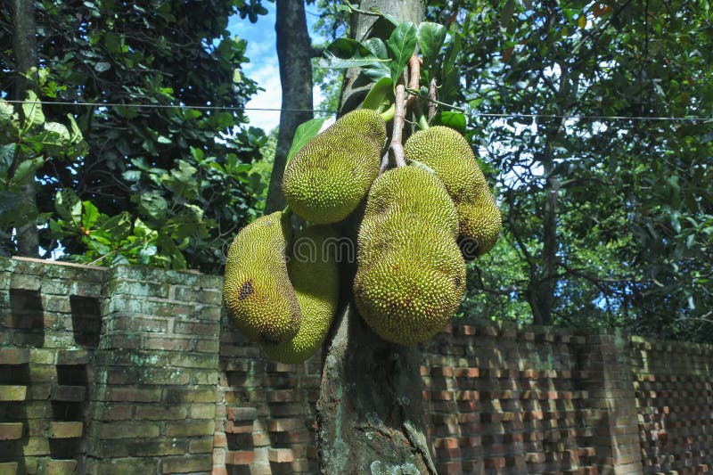 Unripe Jackfruit Still Looks Green Stock Image - Image of botany ...
