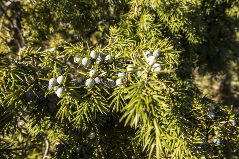 Juniper Shrub with Fruit for a Well-known Bridge Durdevica Tara Stock ...