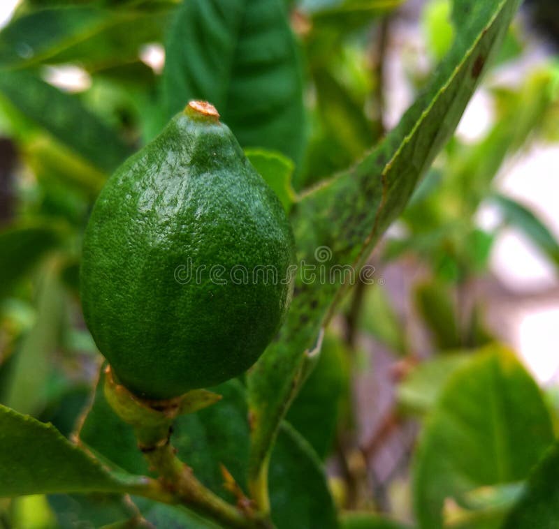 Unripe Lemon stock photo. Image of lumps, lime, tree - 14910038