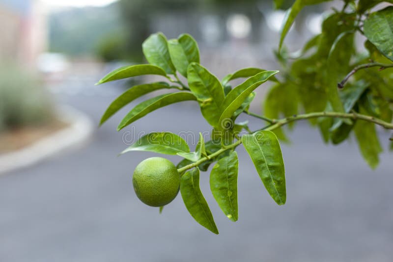 Unripe Lemon Fruit Growing on a Tree Stock Image - Image of source ...