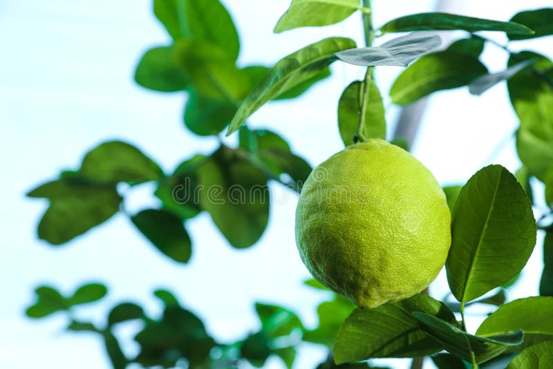 Unripe Lemon Growing on Tree Outdoors, Closeup. Space for Text Stock ...