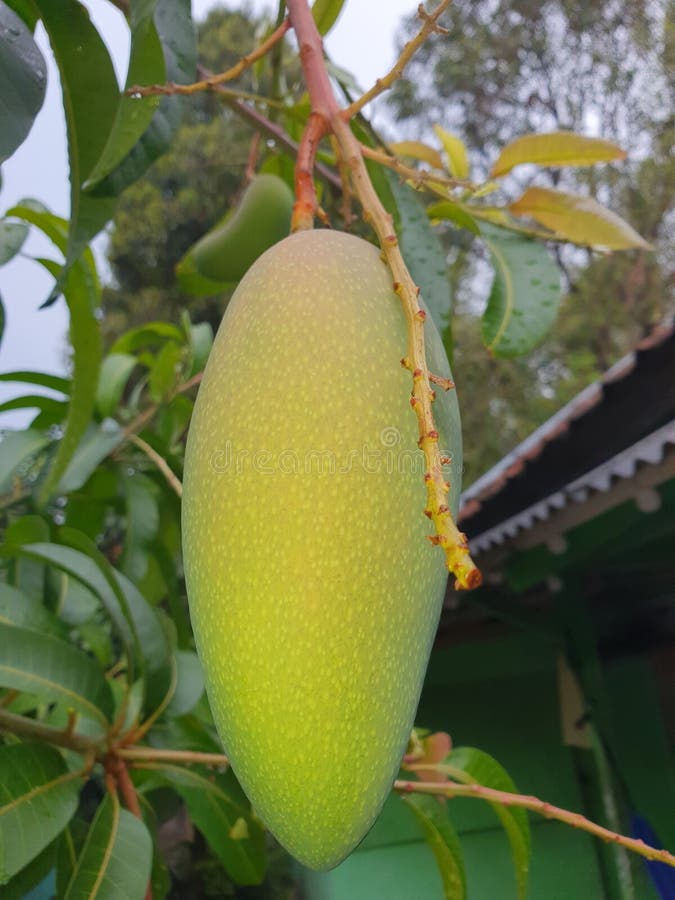 Unripe Mango Fruit that Can Be Eaten Stock Image - Image of evergreen ...