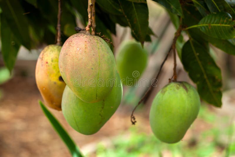 Unripe mango in mango tree stock image. Image of agriculture - 53798455