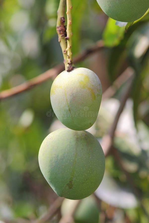 Unripe mango in mango tree stock image. Image of agriculture - 53798455