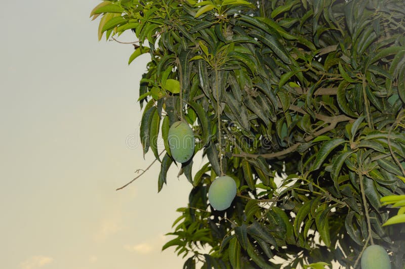 Unripe Mango Tropical Fruit Hanging on Tree. Mahachanok Mango on Tree ...