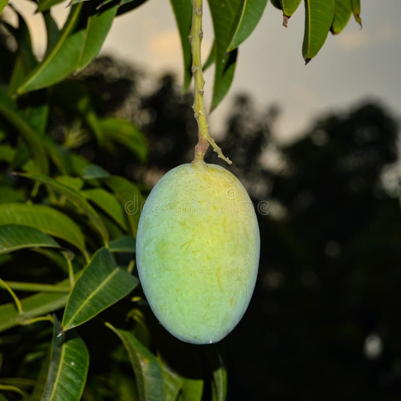 Unripe Mango Tropical Fruit Hanging on Tree. Mahachanok Mango on Tree ...