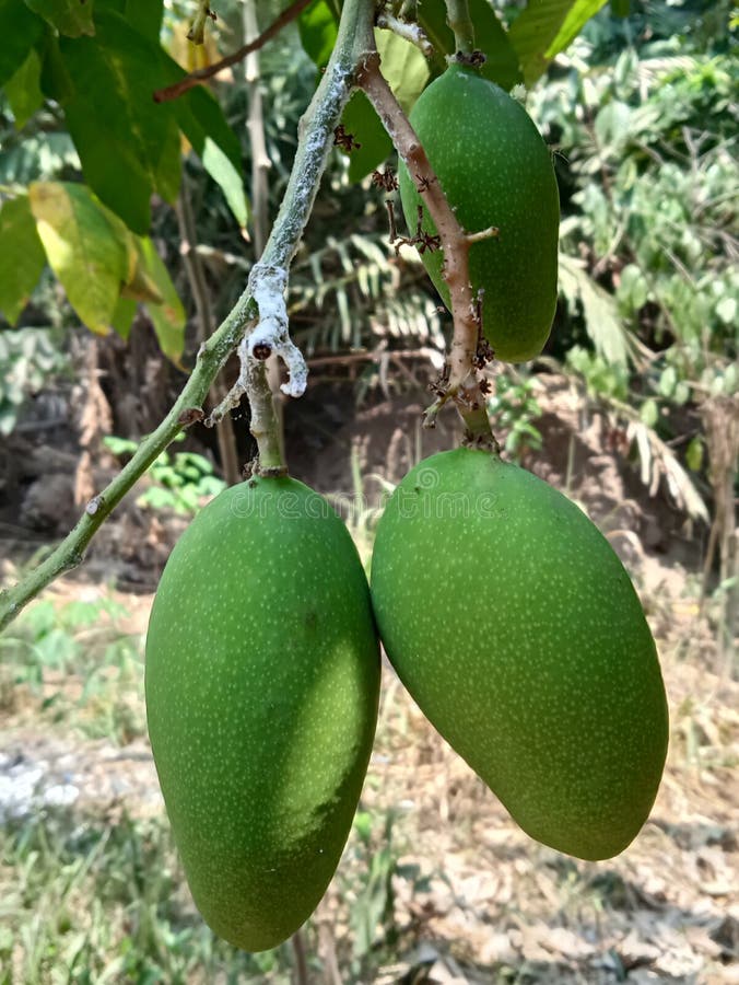 Unripe Mangoes on a Mango Tree [Mangifera Indica] Stock Image - Image ...