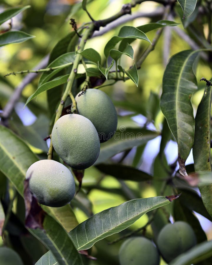 Unripe mangoes on tree stock image. Image of closeup - 326825997
