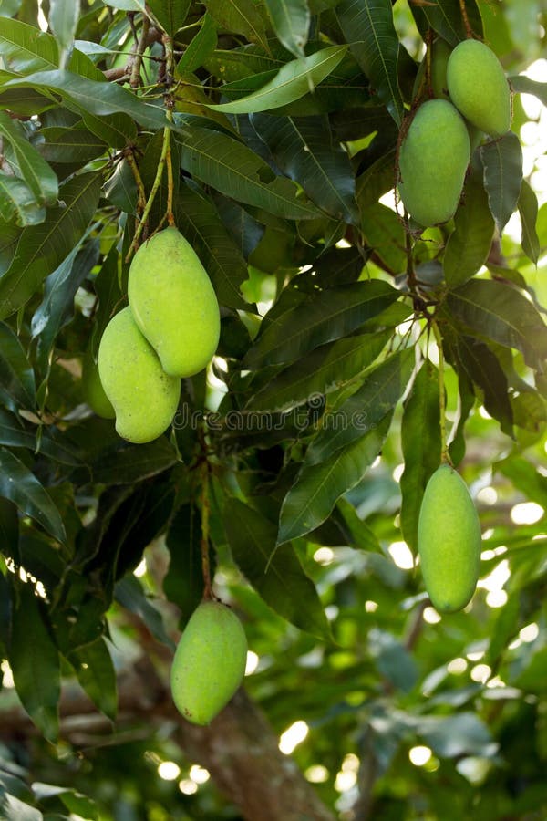 Unripe Mangoes on a Mango Tree [Mangifera Indica] Stock Photo - Image ...