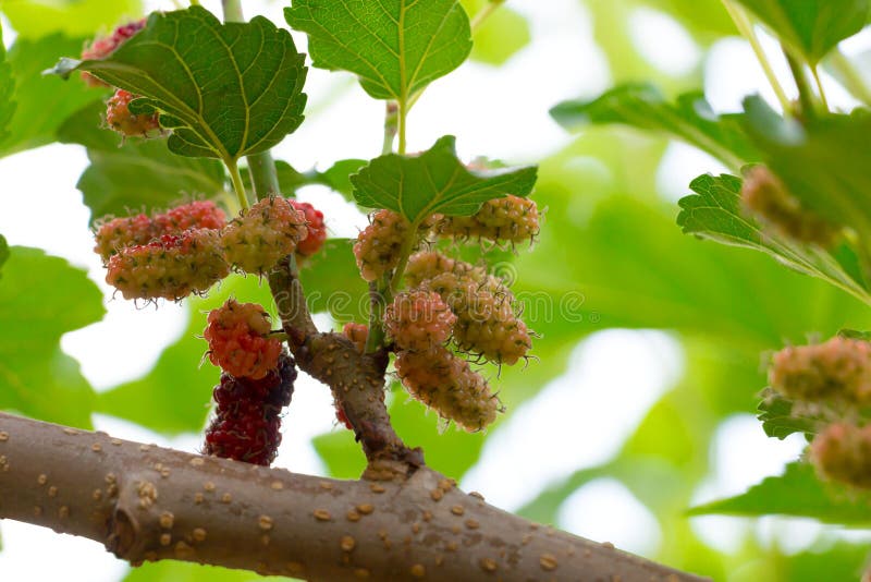Branch of Mulberry in Farm in Close-up. Stock Image - Image of mature ...