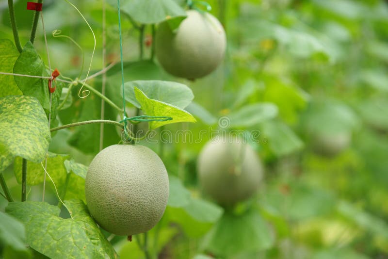 Unripe Netted Melon. stock photo. Image of sweet, netted - 55979256