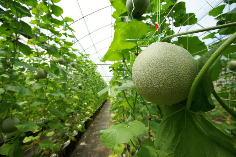 Unripe Netted Melon. stock image. Image of freshmelon - 55979315
