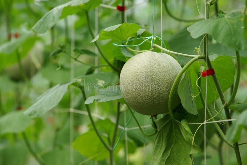 Unripe Netted Melon. stock image. Image of sweet, unripe - 55979437