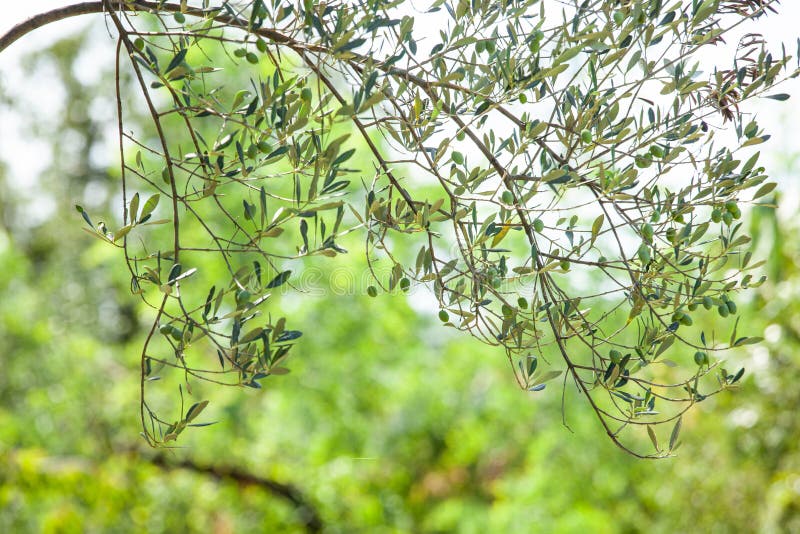 Unripe olives in August stock photo. Image of harvesting - 194373088
