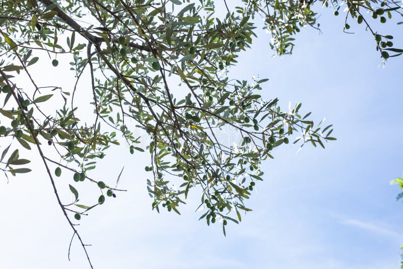 Unripe olives in August stock photo. Image of nature - 194373284